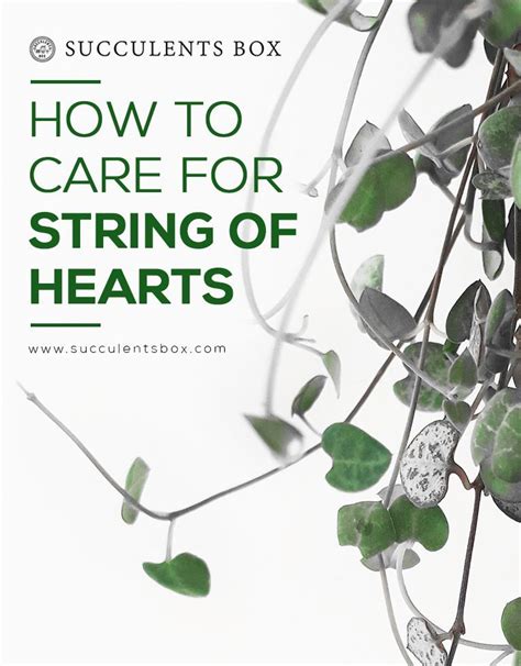 How To Take Good Care Of String Of Hearts Plant Artofit