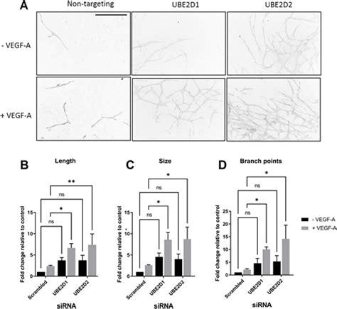 The E2 Ubiquitin Conjugating Enzymes Ube2d1 And Ube2d2 Regulate Vegfr2