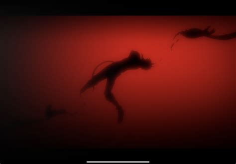 투디갤 ㅅㅍ 문스독 진짜 뭐하는 만환데