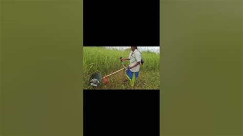 மாட்டுக்கு நாத்து அறுவடை முழு பதிவு விவசாயம்காப்போம் Villagelife