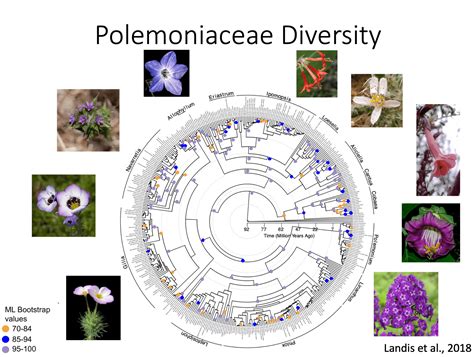 Polemoniaceae Biodiversity Initiative Cornell University