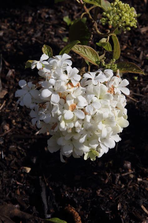 Viburnum Macrocephalum ‘sterile Pan Global Plants