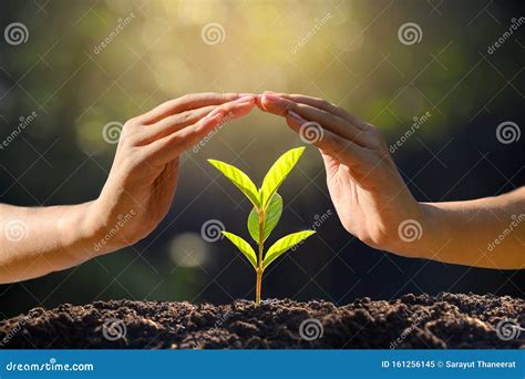 Día Del Medio Ambiente En La Tierra En Manos De árboles Que Cultivan