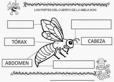 TIPOS DE ABEJAS CICLO VITAL DE UNA ABEJA APICULTORES Para Trabajar La