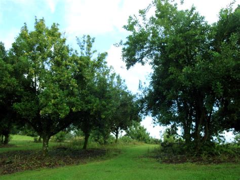 Macadamia Diseases And Pests Description Uses Propagation