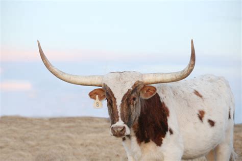Longhorn Love B Davis Photography