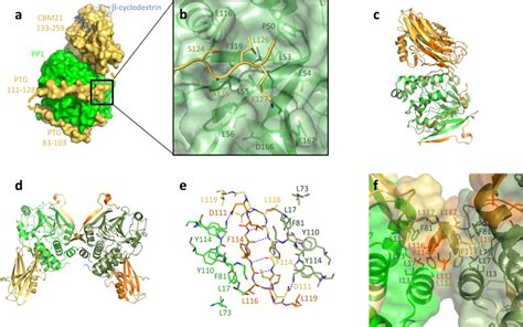 Structural Organization Of The Ternary Pp1 Ptg Cyclodextrin Complex A