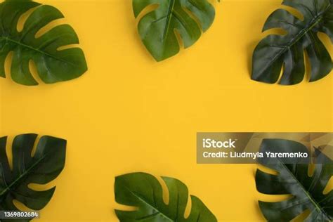 노란색 배경에 녹색 손바닥 잎의 프레임 맨 위 보기입니다 공간을 복사합니다 노란색 배경에 대한 스톡 사진 및 기타 이미지