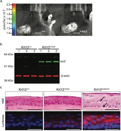 Characterization Of Krt12 Luc2 Knock In Mouse A Bioluminescence