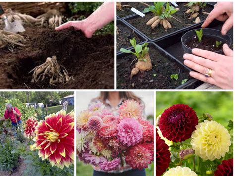 Best Place To Buy Dahlia Tubers At Rico Padgett Blog