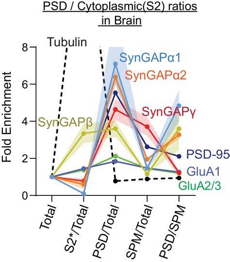 Figures And Data In Syngap Isoforms Differentially Regulate Synaptic Plasticity And Dendritic