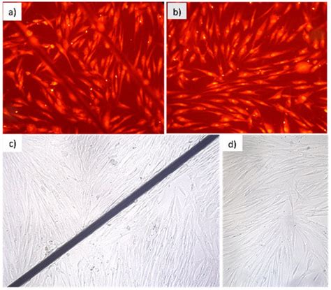 Cells Free Full Text Spatial Manipulation Of Particles And Cells At Micro And Nanoscale Via