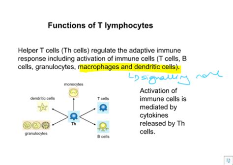 Adaptive Immunity T Cell Part Flashcards Quizlet