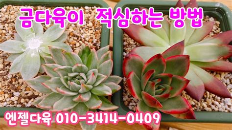 230512📍엔젤다육 킹레드마리아 아메스트로 마릴린 순수마리아 보석마리아 설백 축송 스타보스 플라멩고 Youtube
