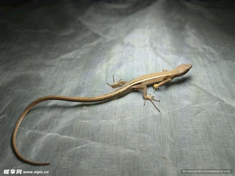 北草蜥摄影图其他生物生物世界摄影图库昵图网