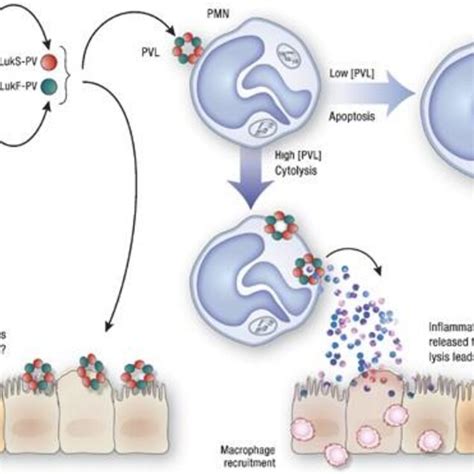 Model Of The Contribution Of Pvl To Tissue Necrosis The Two Pvl