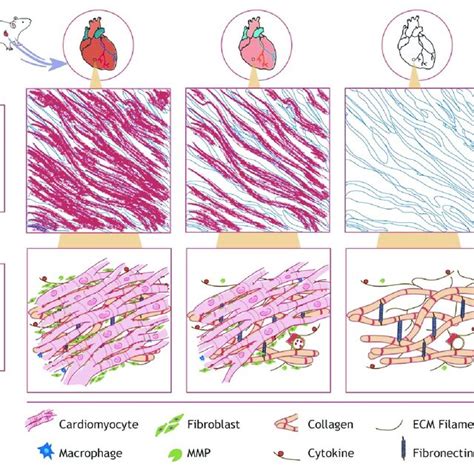 Schematic Diagram Of Cardiac Decellularization Cardiomyocytes Download Scientific Diagram