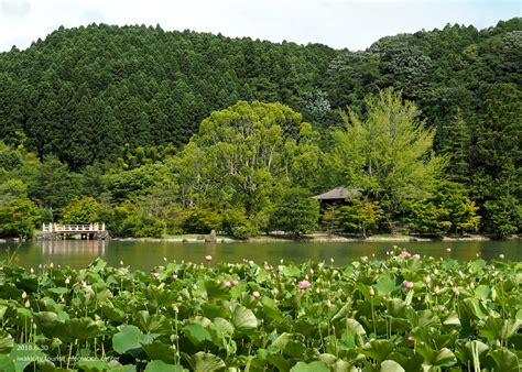 いわき市総合観光案内所 スタッフブログ 《いわき花情報》国宝白水阿弥陀堂のハス 平成30年6月30日（土）更新