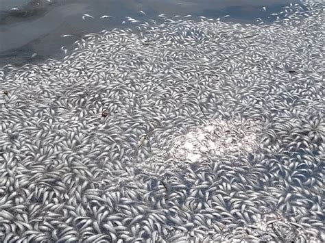 입 벌리고 몸 뒤틀린 정어리 집단 폐사바다 저승사자 덮쳤나 중앙일보