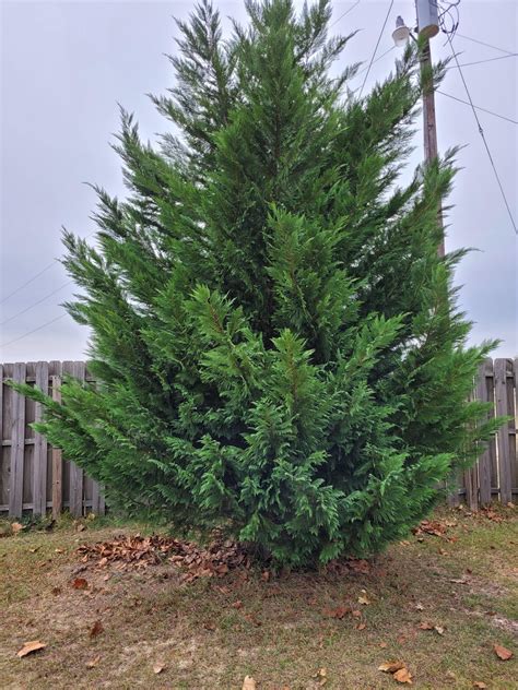 Can You Tell Me What This Is Id Like To Get Another For Christmas