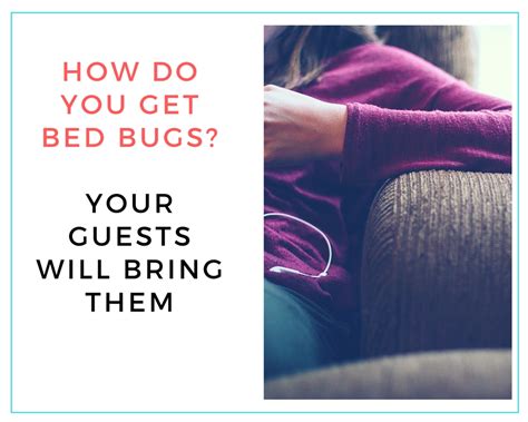 How To Get Rid Of Bed Bugs A Complete Guide For Your Airbnb
