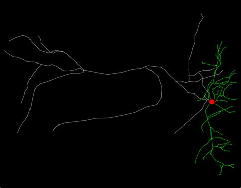 Detailed Cell Information Cell3hippocampussinglecell