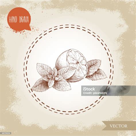 손으로 그린된 스케치 스타일 건강 한 과일 레몬 반 리프 민트 스 에코 과일 벡터 일러스트 레이 션 건강 한 과일 및 허브 박하에 대한 스톡 벡터 아트 및 기타 이미지