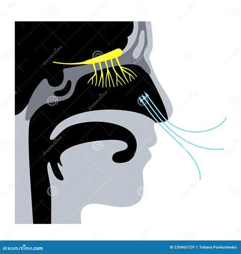 Olfactory Nerve Anatomy Stock Vector Illustration Of Tract 230463729