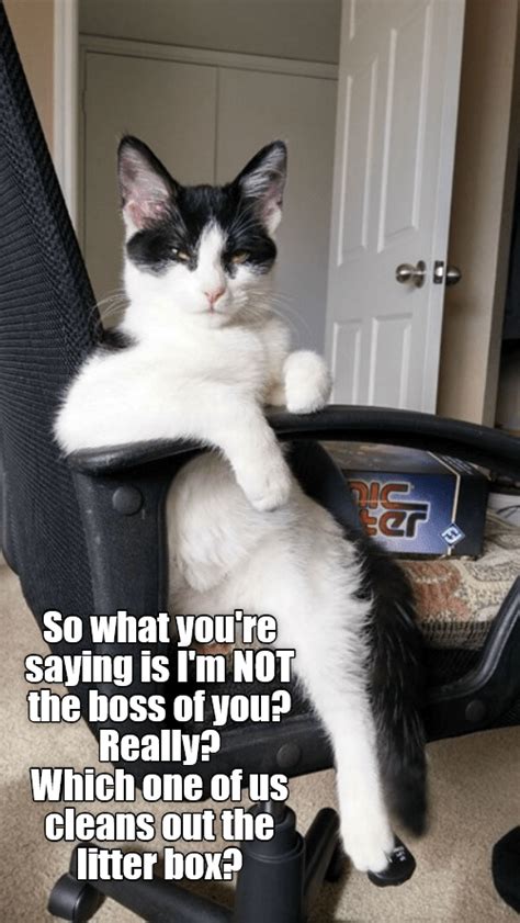 Funny Cat Memes Clean 2018 Knittiesandkitties
