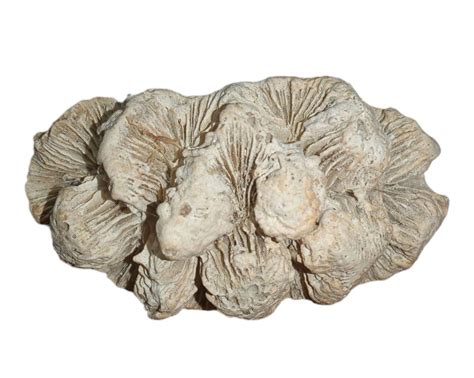 Mini Coral Mar Natural Elo7 Produtos Especiais