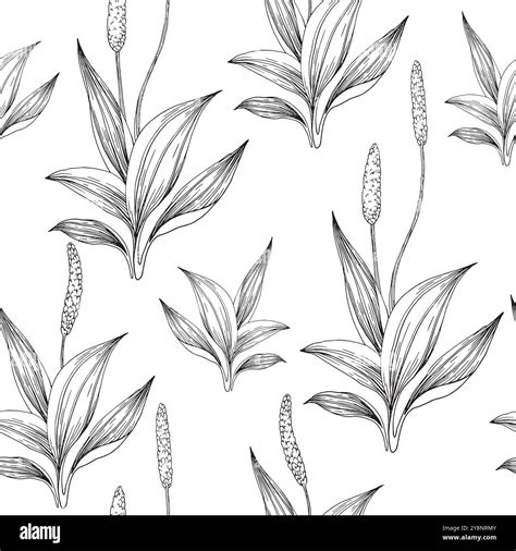Plantain Hand Drawn Seamless Graphic Pattern Ornament With Plantain Leaves Drawn With Ink Stock