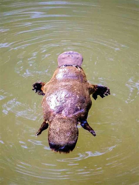 Know The Different Features That Make The Platypus Unique Refersms