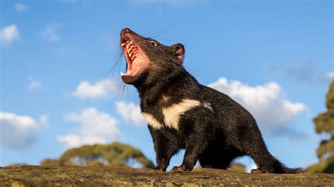 After 3 000 Years Tasmanian Devils Return To Mainland Australia Live