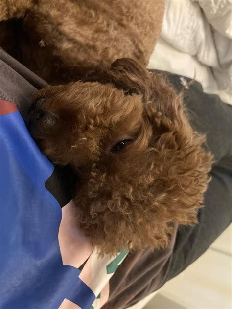 Does He Like Me Or Is He Just Sleepy Rpoodles