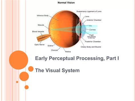 Lecture Neuroscience Pptx Eye And Vision Conditions Diseases And Conditions