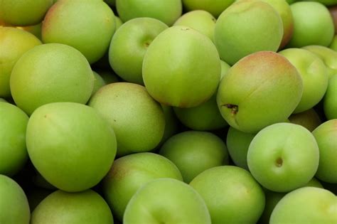 日本海側最大級の梅の産地、福井県で梅を満喫！｜ふく旅記事｜【公式】福井県 観光 旅行サイト ｜ ふくいドットコム