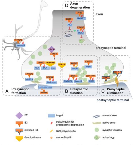 Figure 3 From The Ubiquitinated Axon Local Control Of Axon Development