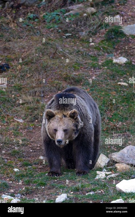 Os Bru Fotos Und Bildmaterial In Hoher Auflösung Alamy