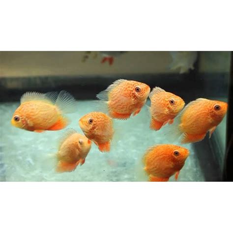 Jual Red Severum Cichlid Shopee Indonesia