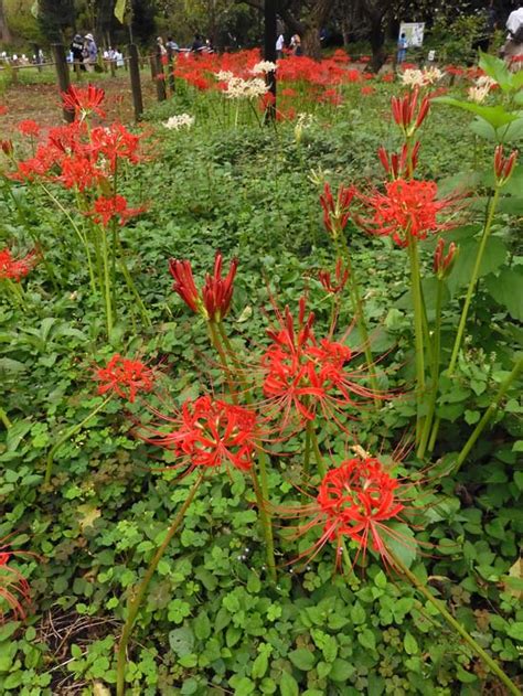 第2回 郷土の森 曼珠沙華まつり3平右衛門広場の紅白彼岸花と萩 2024 見頃 K U R A D A S H I