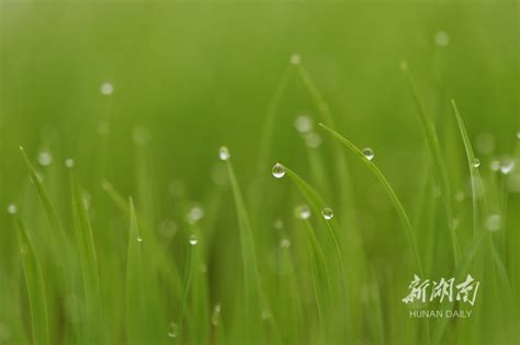 稻秧挂玉珠 资讯 新湖南