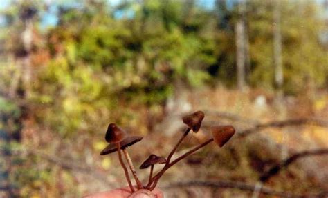 Psilocybe Silvatica Alchetron The Free Social Encyclopedia