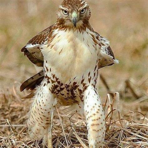 Lin Ziang Tongji University Shanghai Department Of Structural Engineering Research Profile