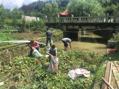 坎市镇清溪村清理整治水葫芦 乡镇之窗 永定新闻网