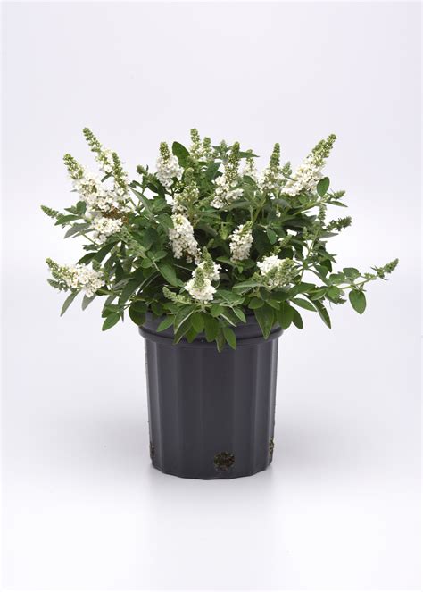 Buddleia Chrysalis White Ball