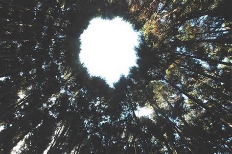 Half A Century In The Making Tree ‘crop Circles Emerge In Japan