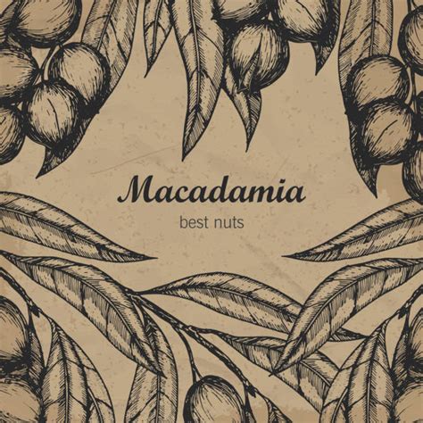 Pohon Macadamia Ilustrasi Grafik Vektor And Clip Art Bebas Royalti Istock