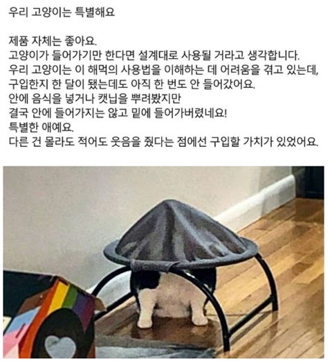 어딘가 좀 특별한 고양이 유머 움짤 이슈 에펨코리아