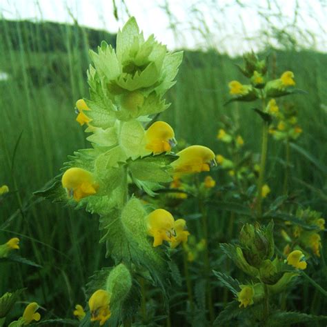 Rhinanthus Alecterolophus Zottiger Klappertopf
