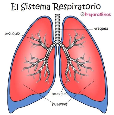 Sistema Respiratorio para Niños Partes y Funciones PreparaNiños